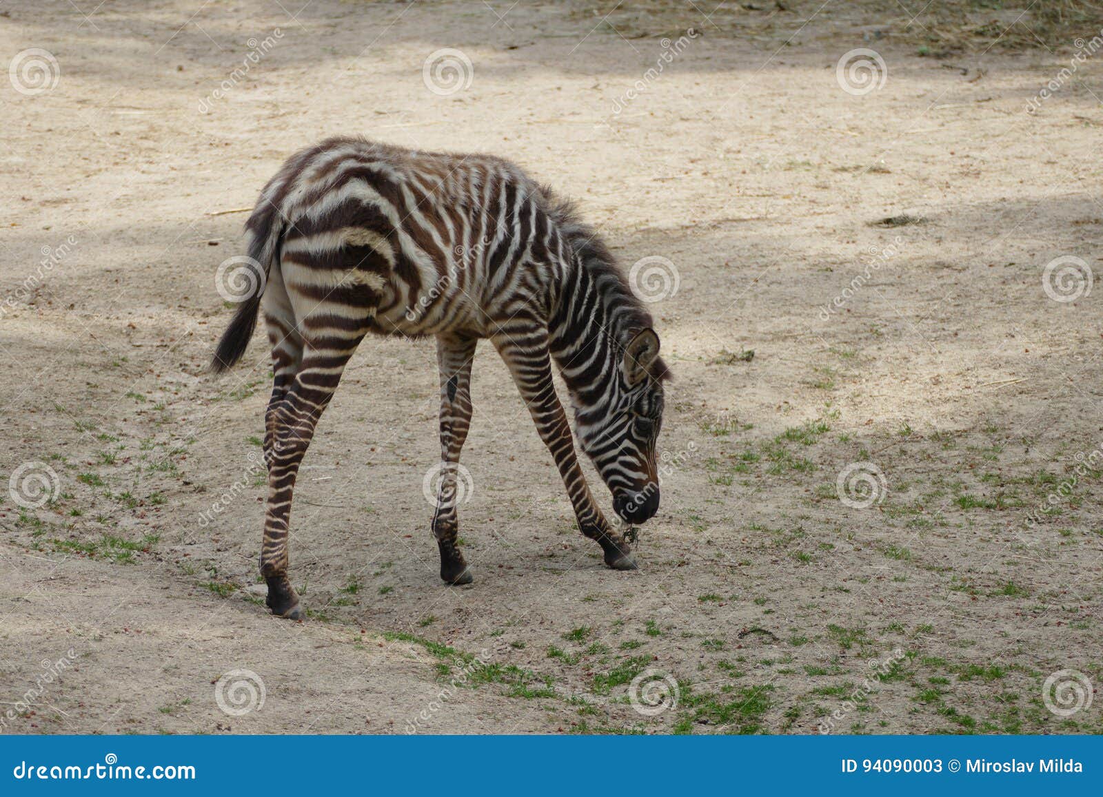 Zebra colt stock image. Image of black, nature, baby - 94090003