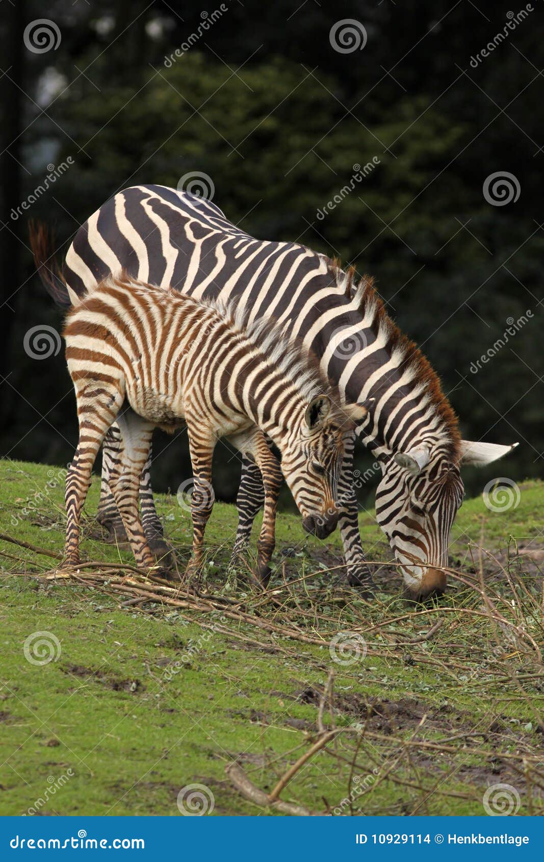 Zebra com comer do potro foto de stock. Imagem de preto - 10929114