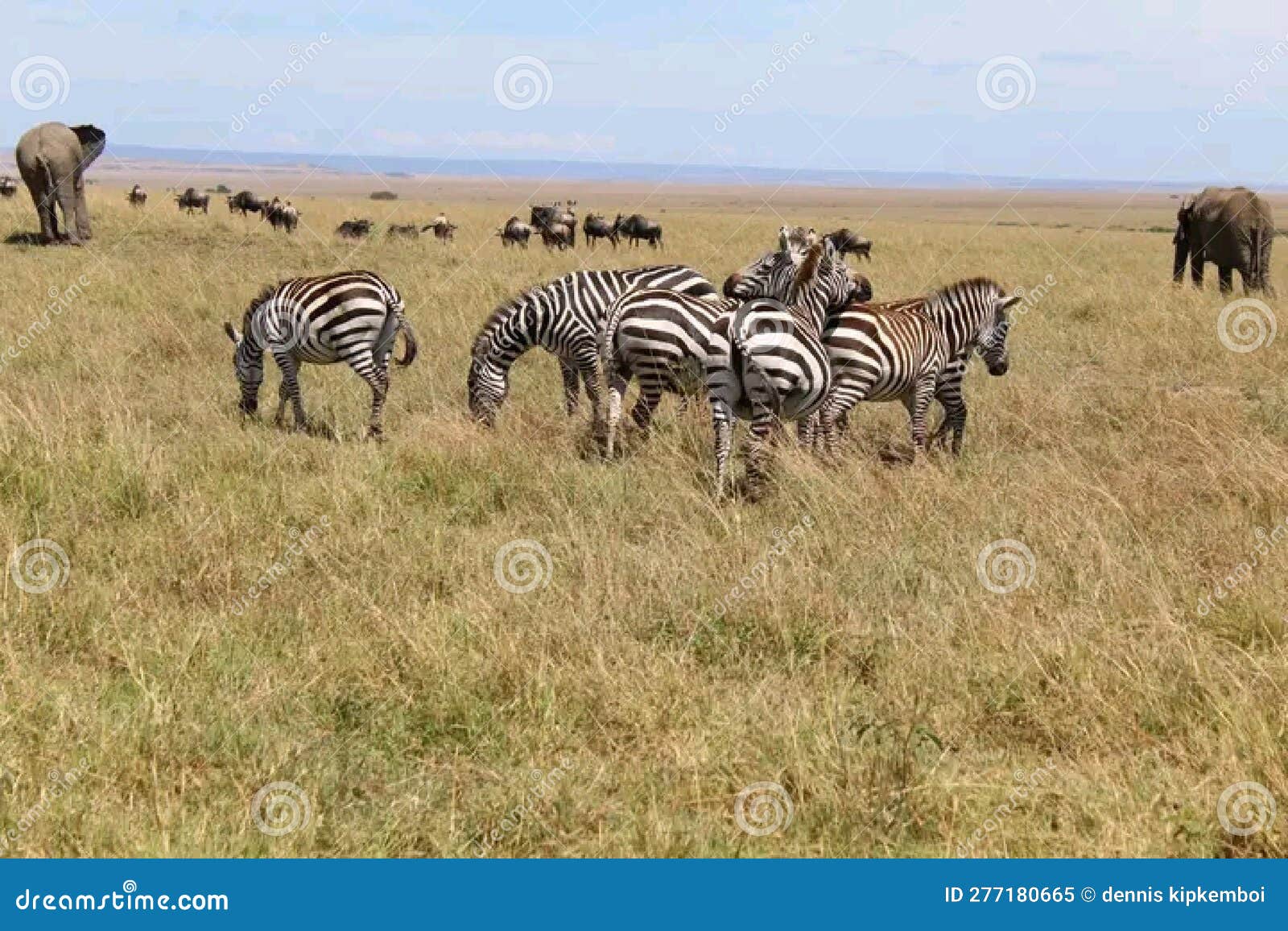 Zebra Community with Elephants Grazing Stock Image - Image of grazind ...