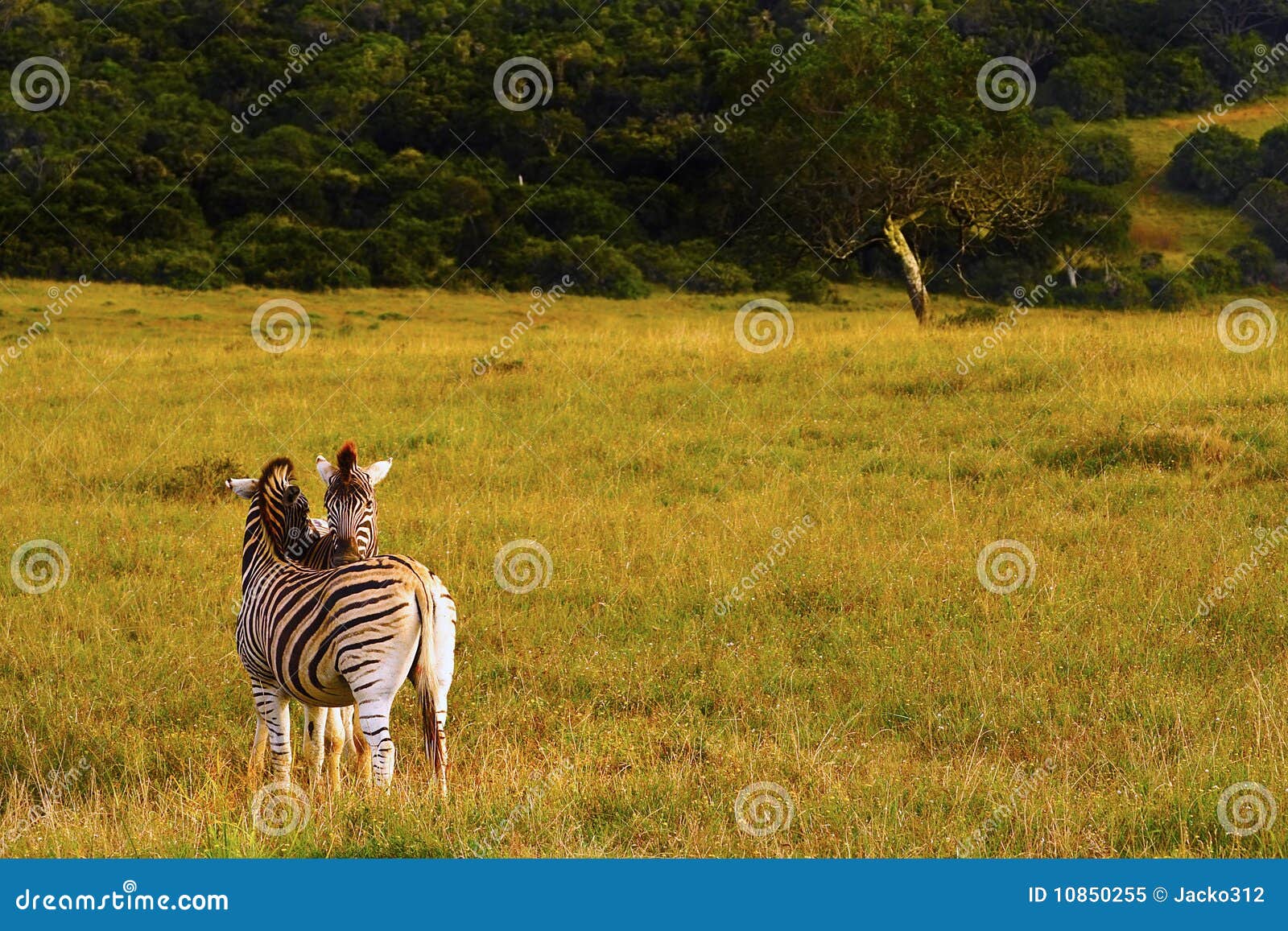 Zebra Couple stock image. Image of hooves, white, shape - 10850255
