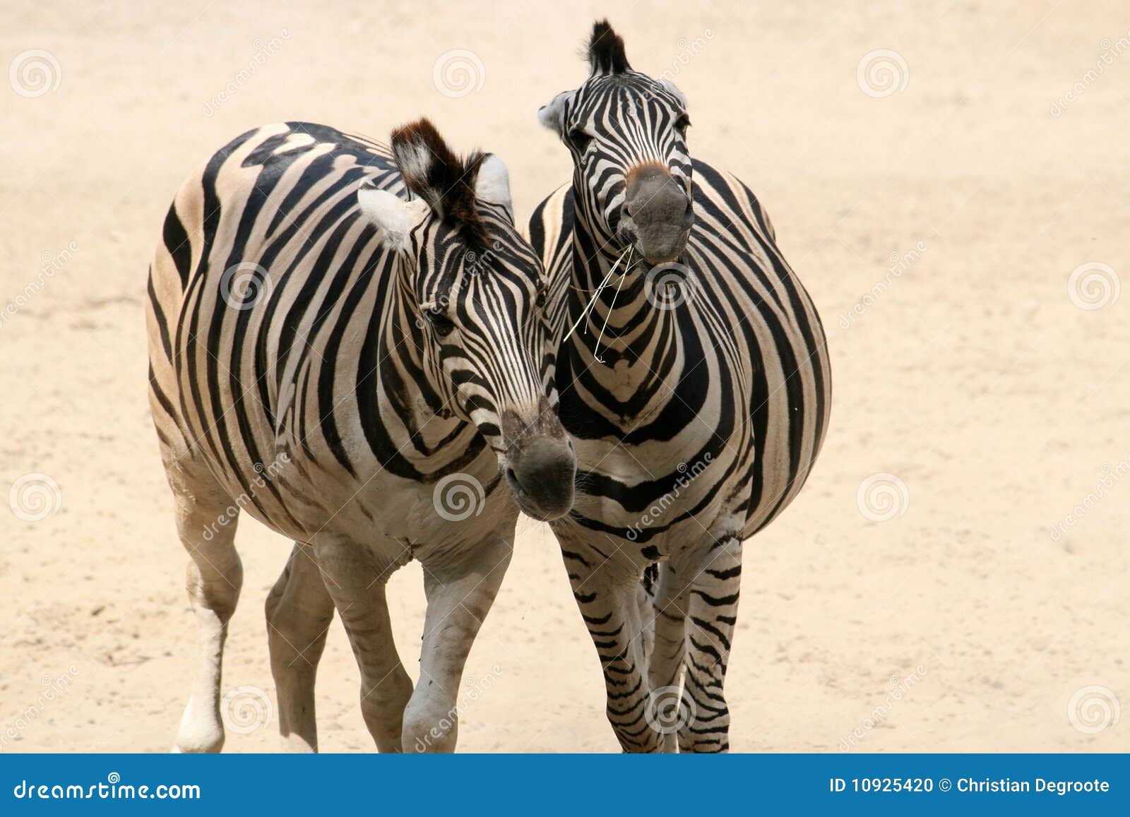 Zebra couple stock photo. Image of running, wild, together - 10925420