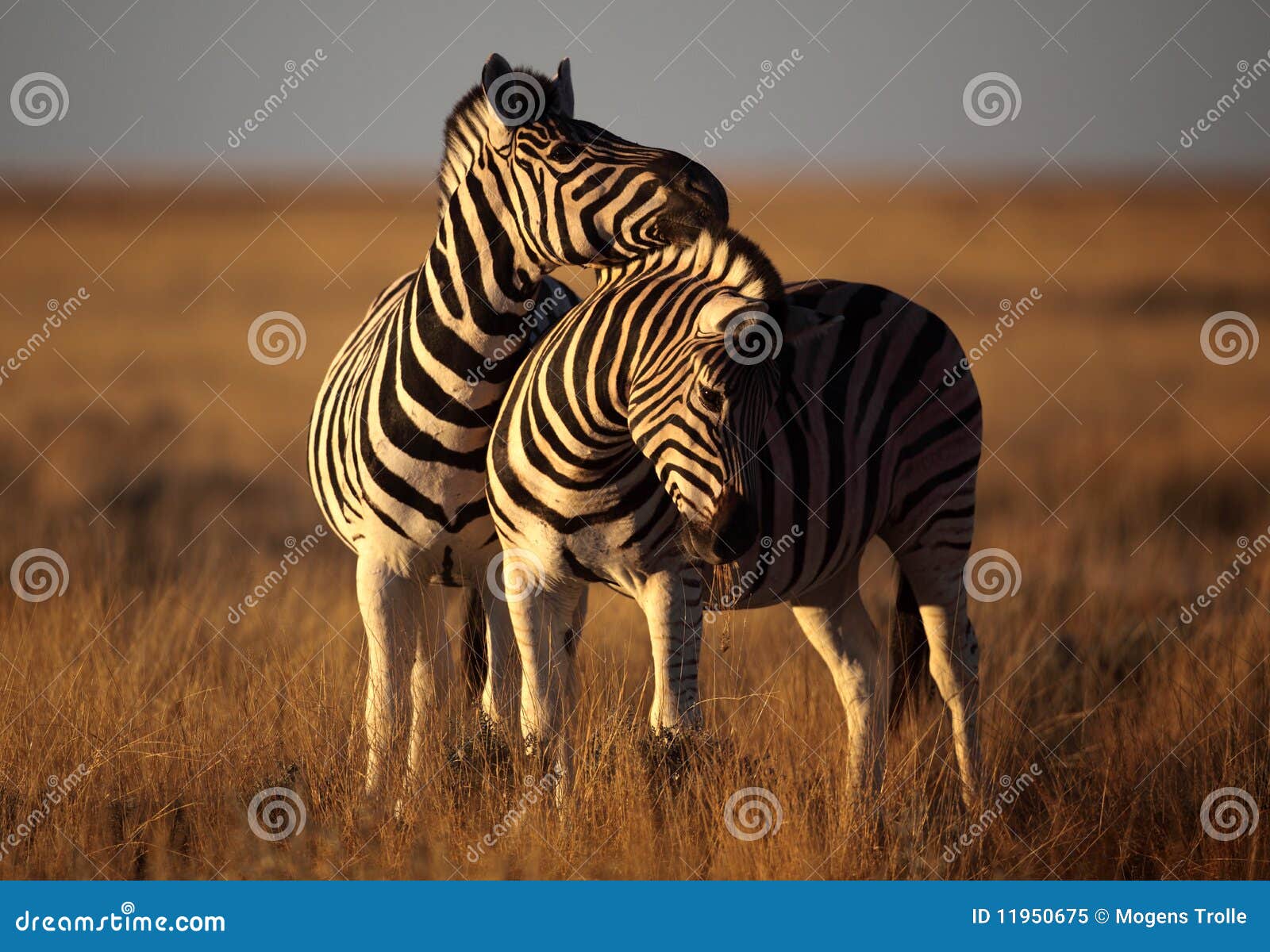 Zebra couple stock image. Image of grass, park, national - 11950675