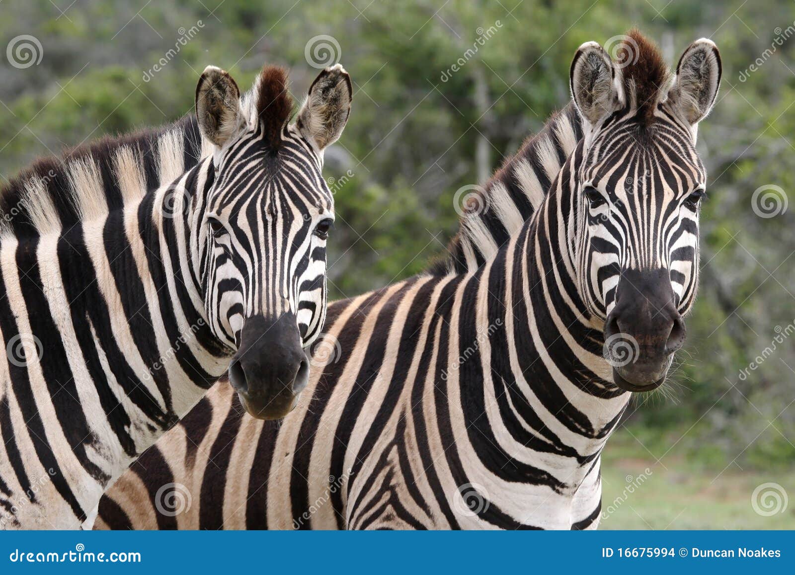 Zebra Couple stock photo. Image of herbivore, burchells - 16675994