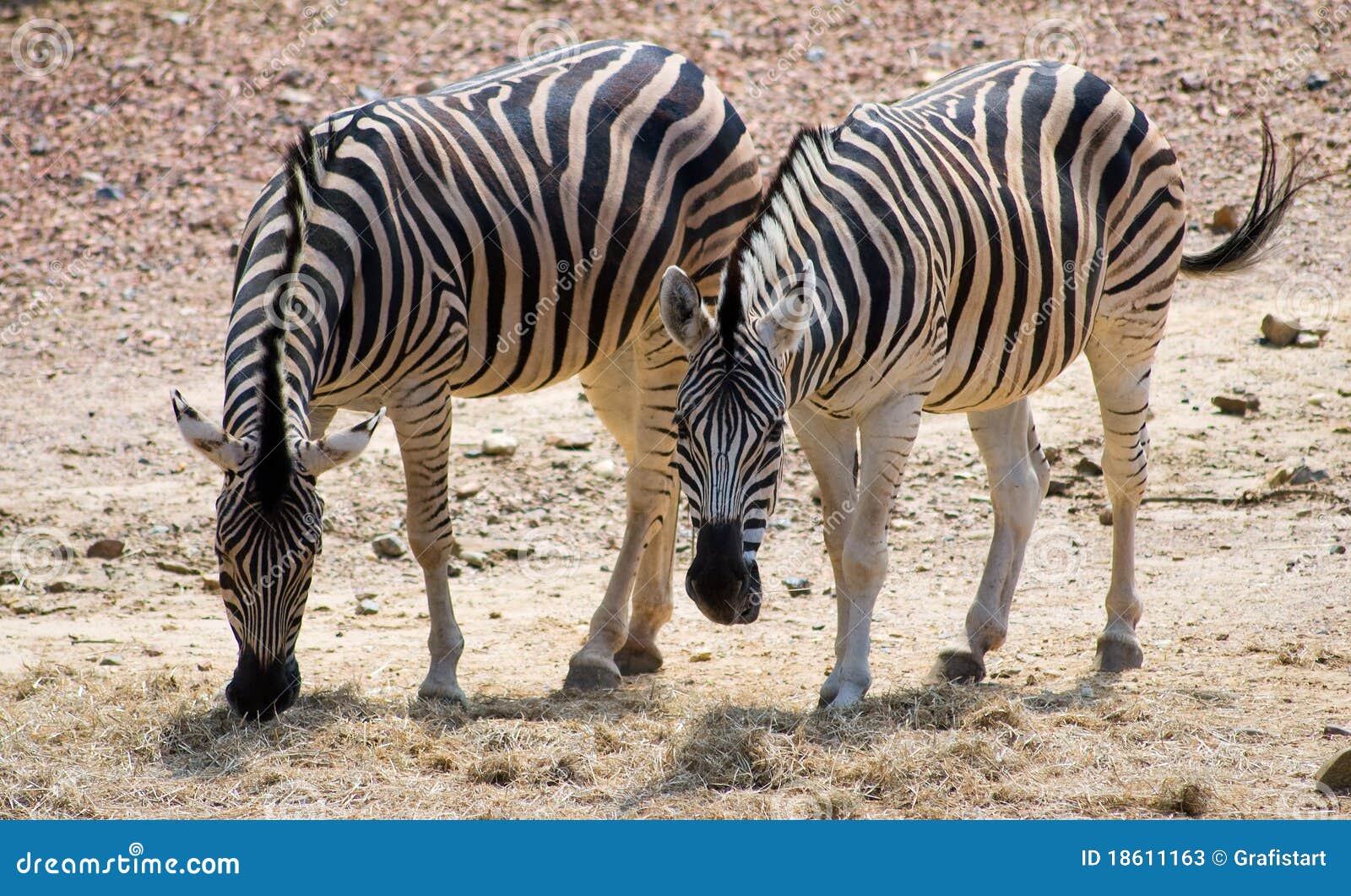 Zebra couple stock image. Image of species, nature, white - 18611163