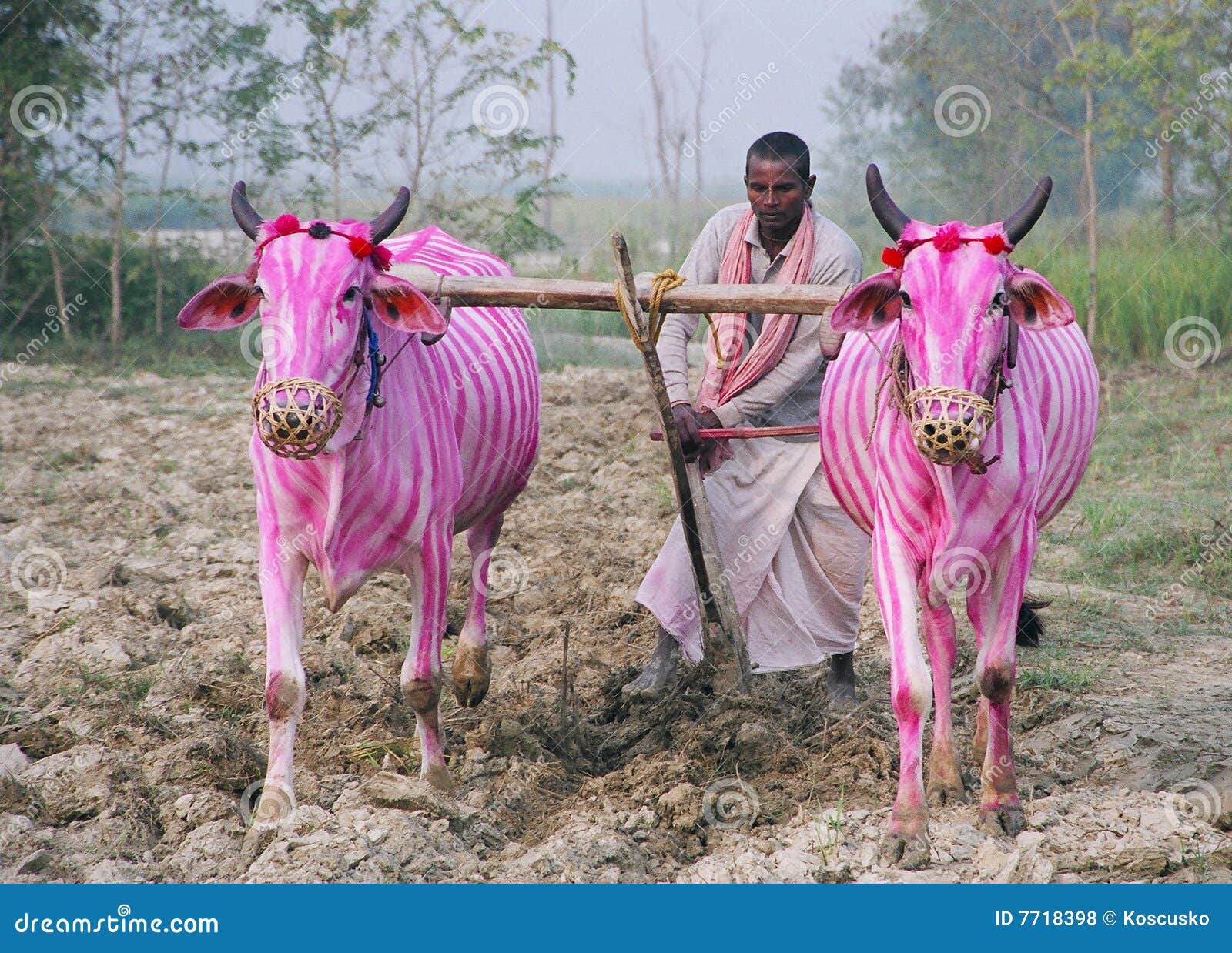 Zebra-cows, Nepal editorial stock photo. Image of field - 7718398