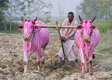 Zebra-cows, Nepal editorial stock photo. Image of field - 7718398