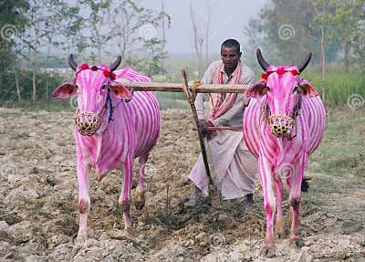 Zebra-cows, Nepal editorial stock photo. Image of field - 7718398