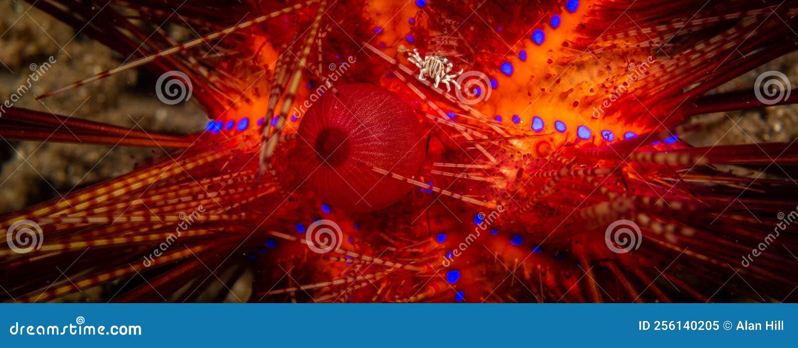 Zebra Crab On A Fire Urchin Stock Photography | CartoonDealer.com ...