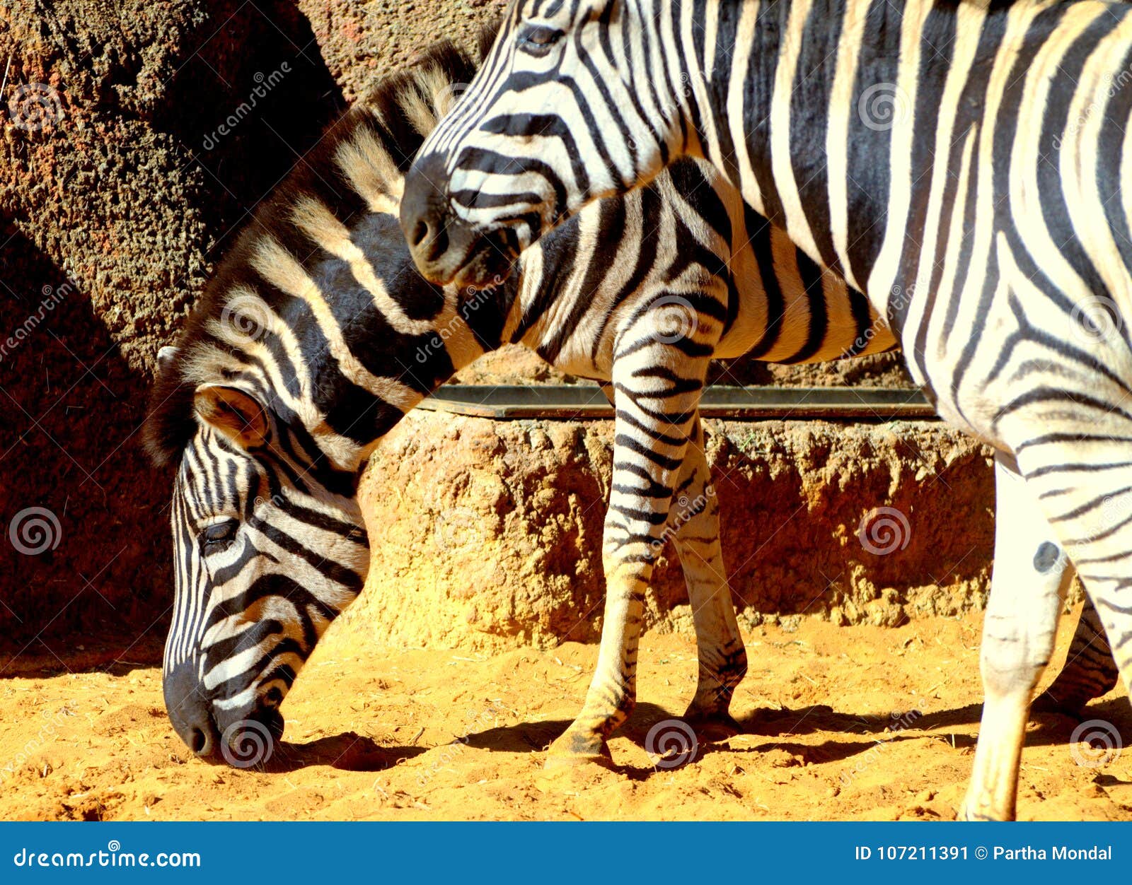 Zebra cross stock image. Image of zebra, sands, animal - 107211391