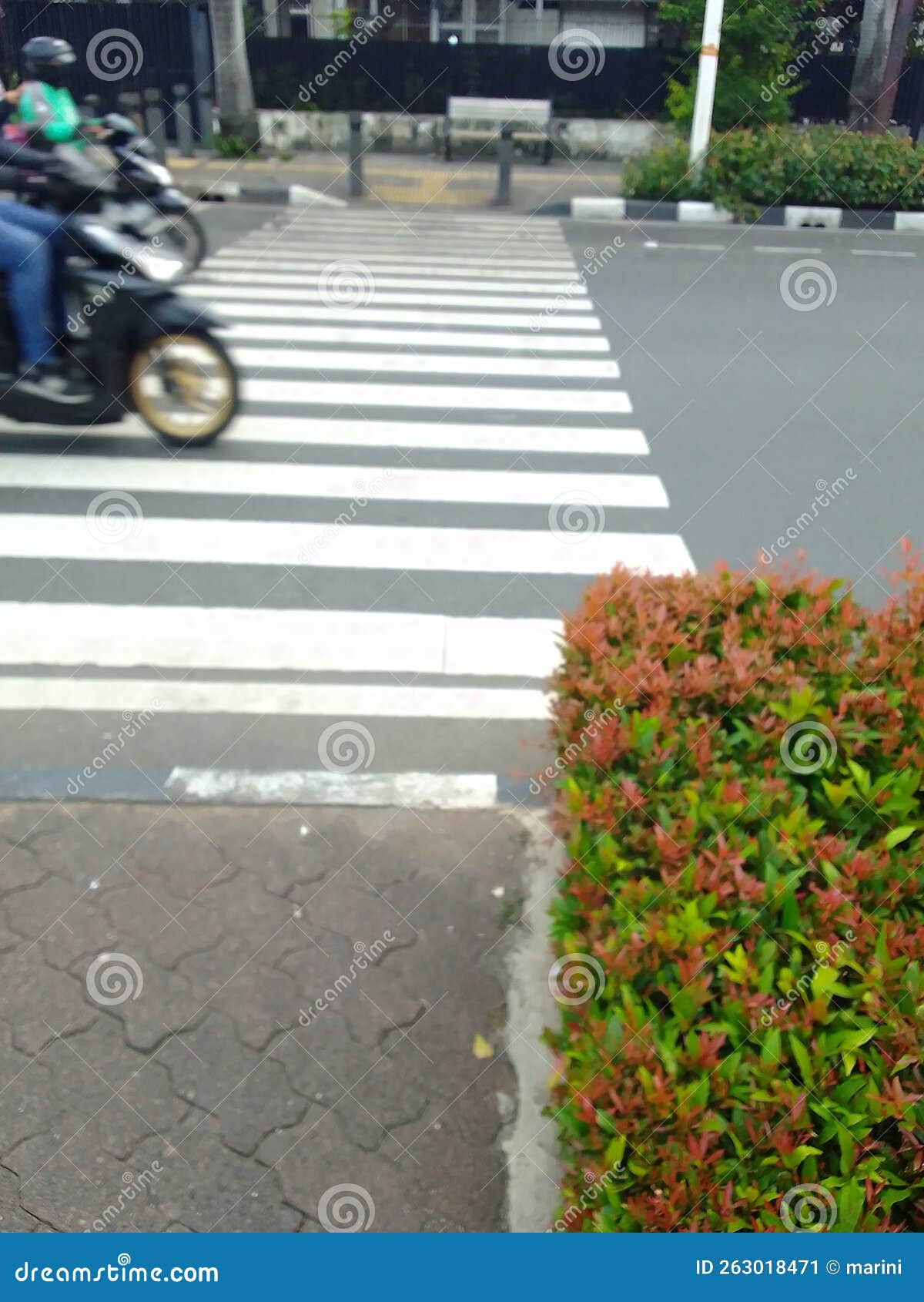 Zebra cross on the road stock image. Image of vehicle - 263018471
