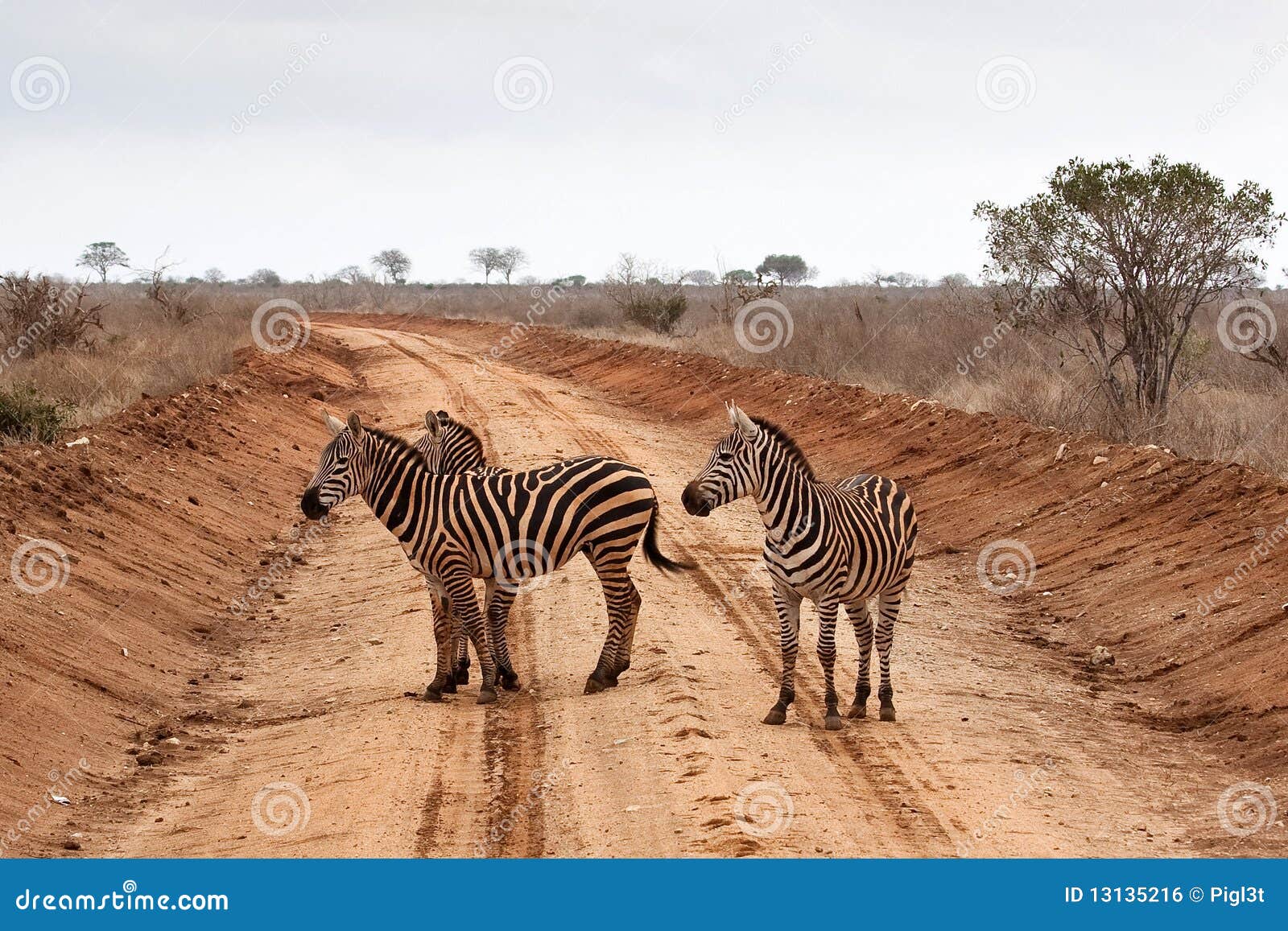 Zebra Crossing stock photo. Image of harmony, detail - 13135216