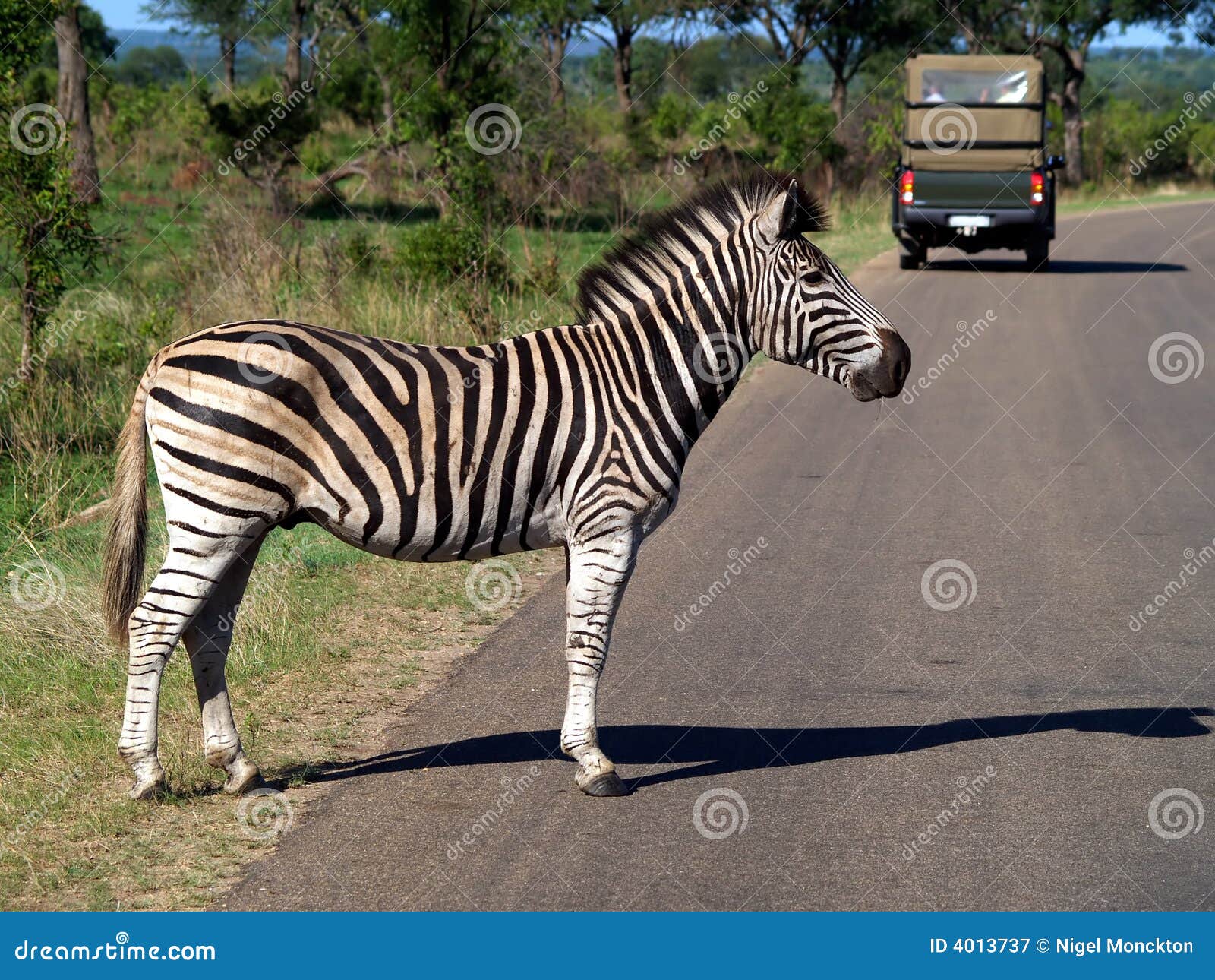 Zebra crossing stock image. Image of environment, zebra - 4013737