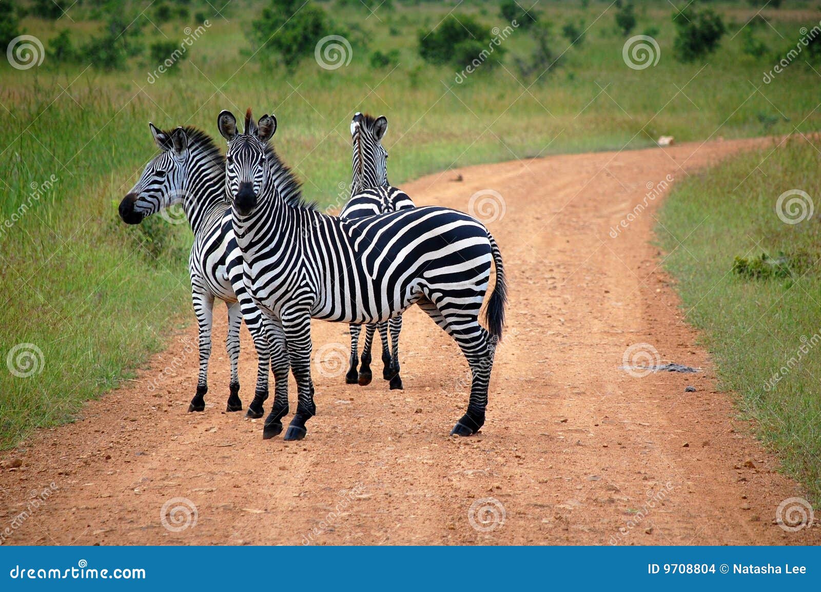 Zebra crossing in safari stock photo. Image of animal - 9708804