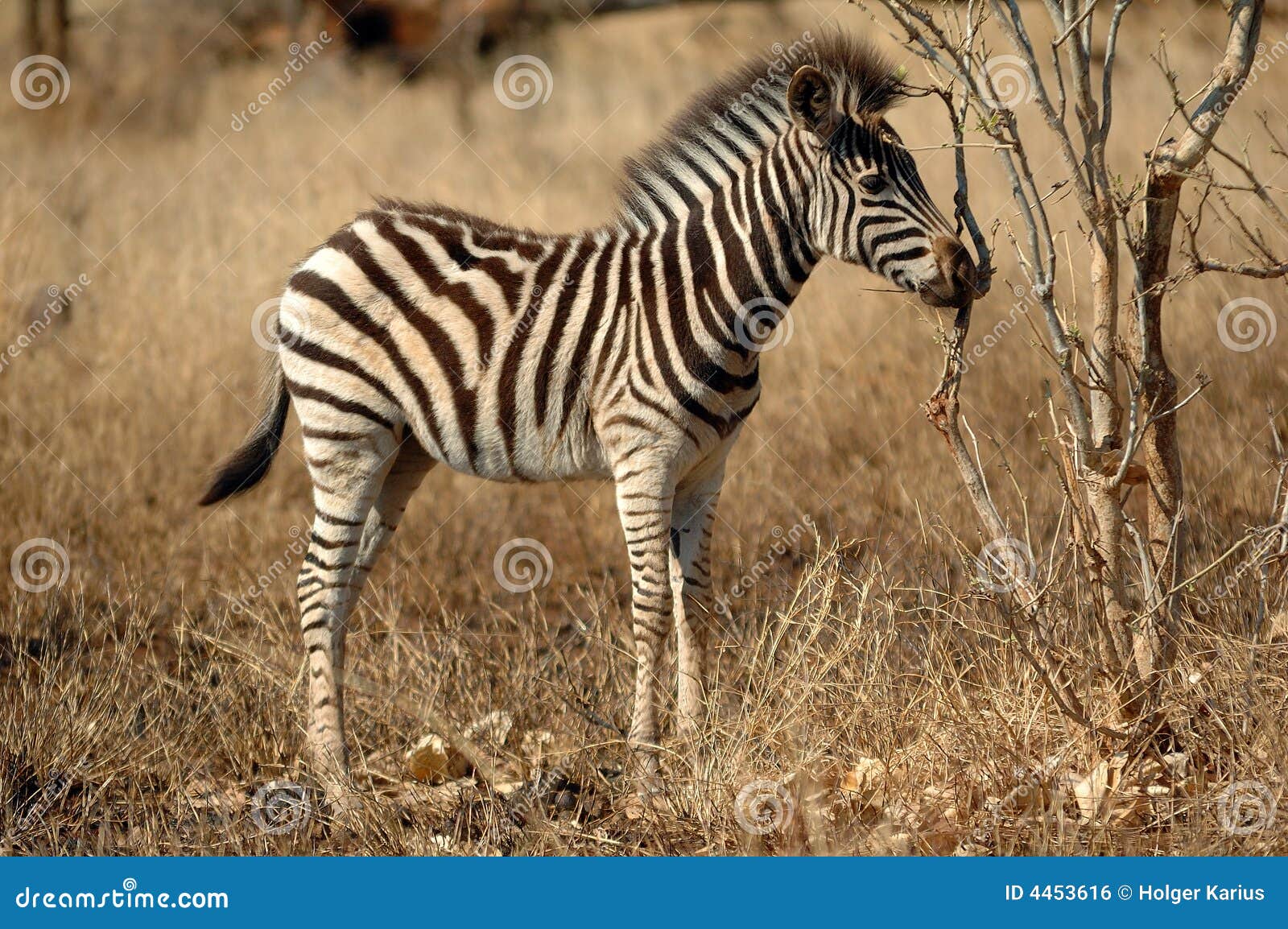 Zebra Cub stock photo. Image of game, nature, park, horse - 4453616