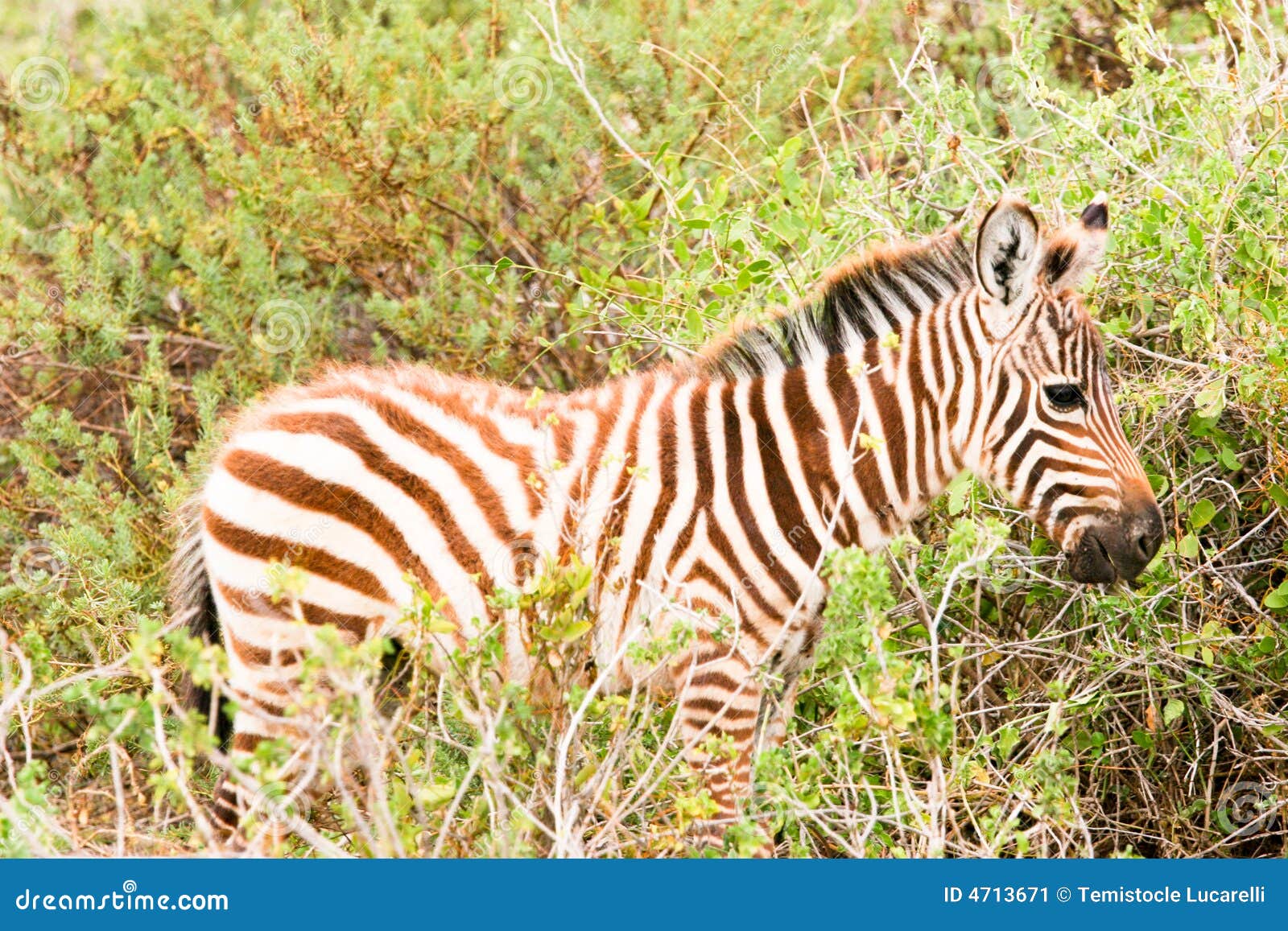 Zebra cub stock image. Image of holiday, bush, adventure - 4713671