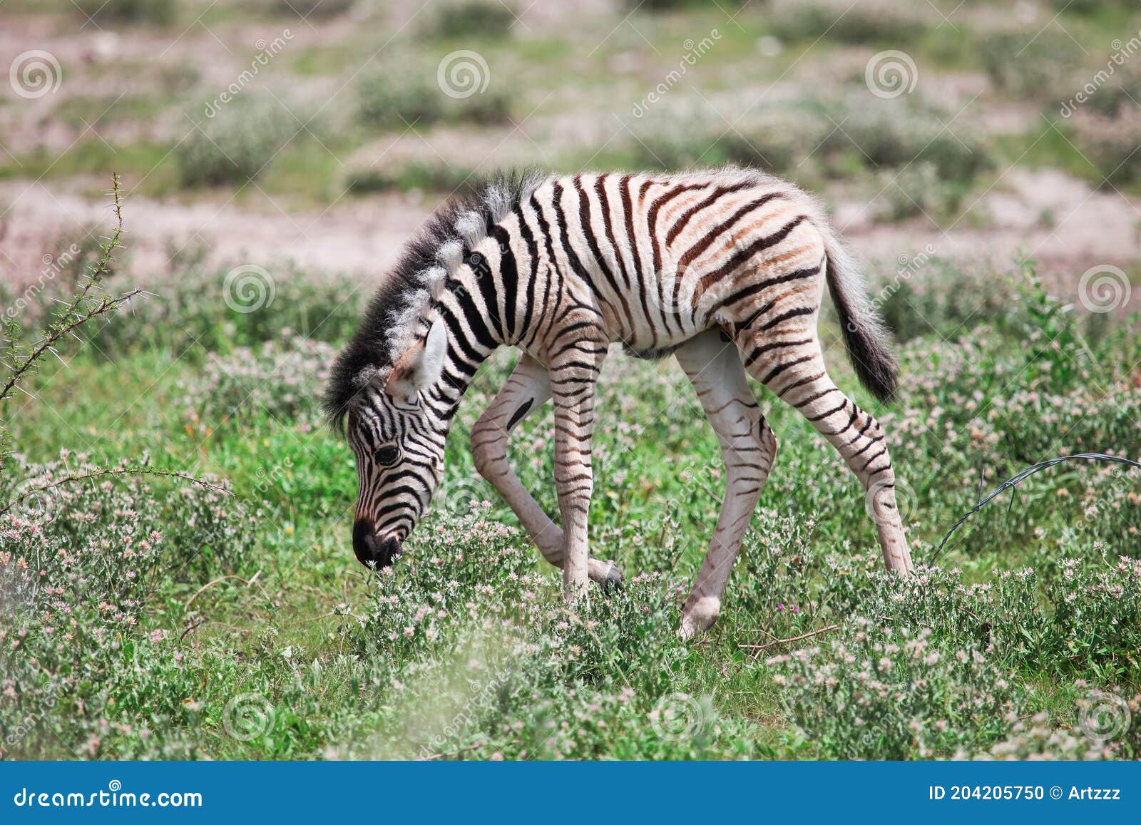 Zebra cub stock photo. Image of rainy, child, animal - 204205750