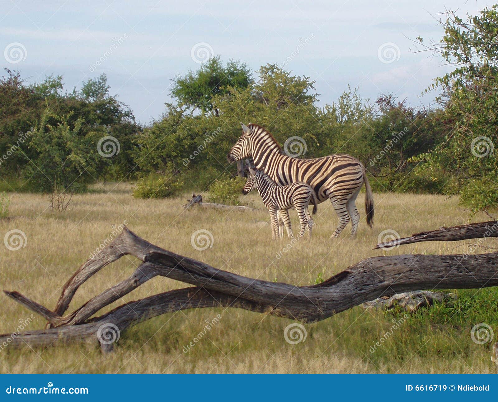 Zebra Cub with Zebra Mother Stock Image - Image of horselike, mammal ...