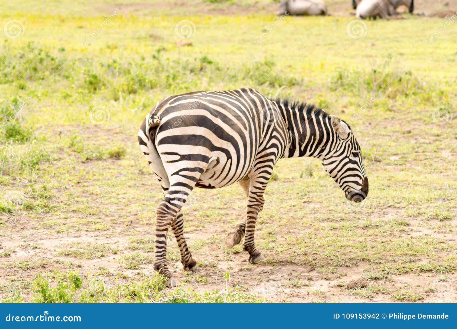 Zebra with Cut Tail Having Difficulty Chasing Flies and Mosquito Stock ...
