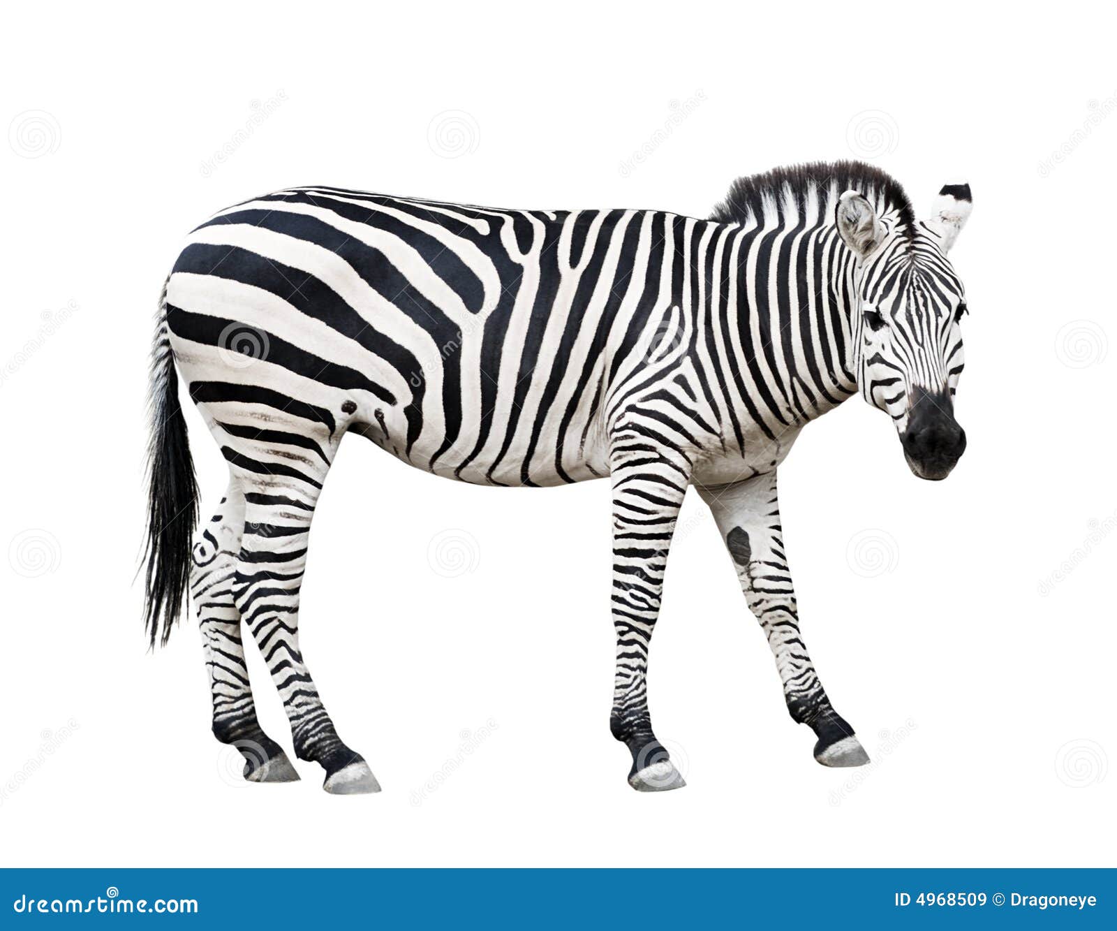 Zebra cutout stock image. Image of safari, animal, african - 4968509