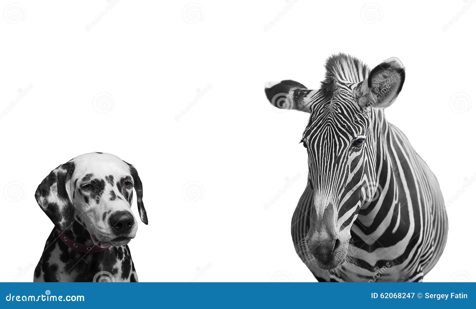 Zebra and dalmatian dog stock image. Image of pedigreed - 62068247