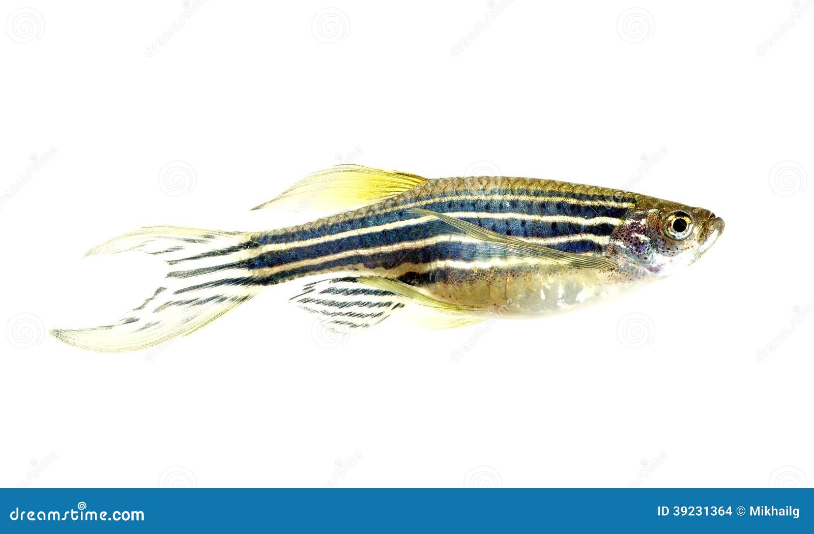 Zebra Danio Profile