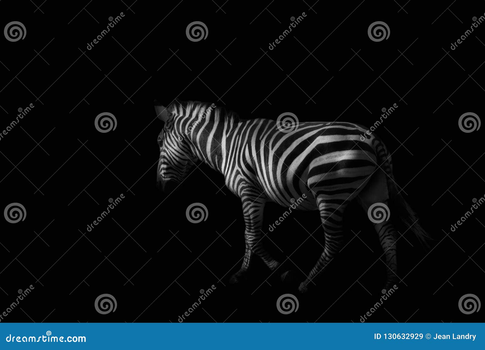 Zebra in the dark stock image. Image of herbivore, africa - 130632929