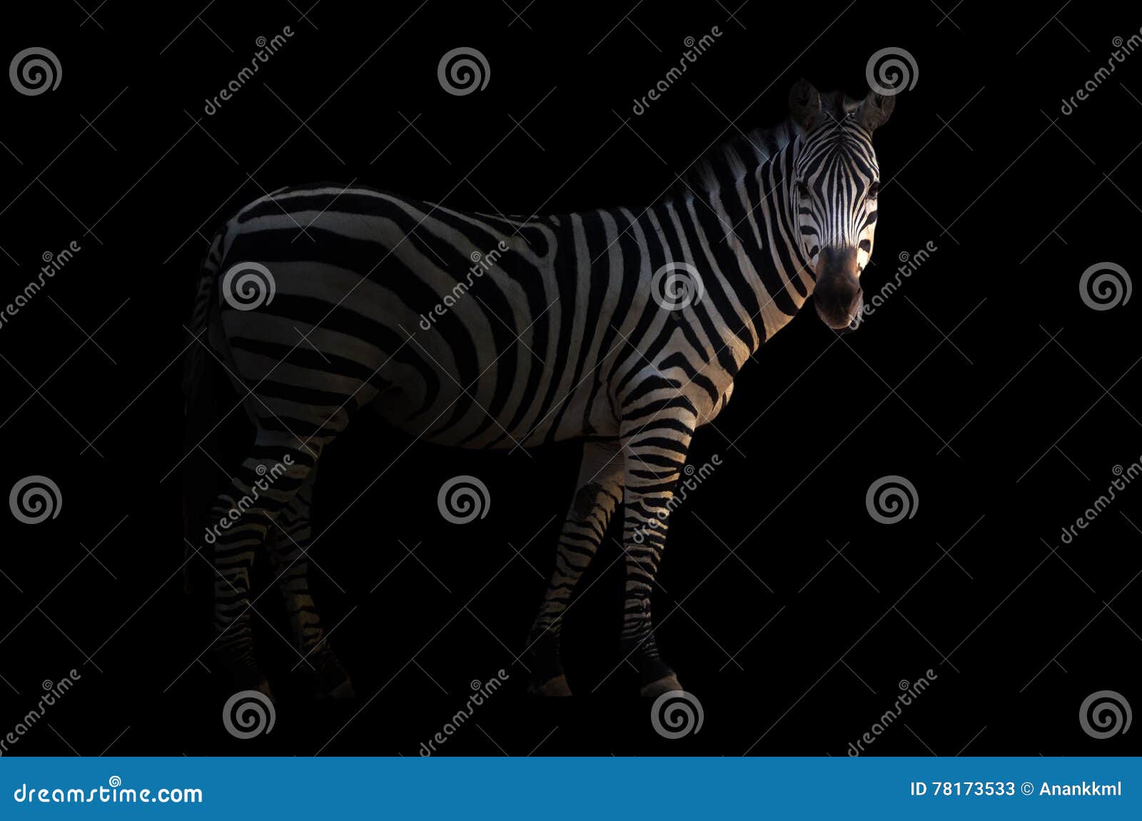 Zebra in the dark stock image. Image of conceal, black - 78173533