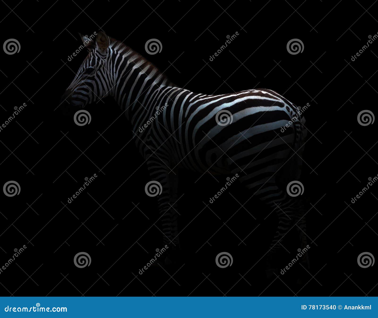 Zebra in the dark stock photo. Image of gazing, dusl - 78173540