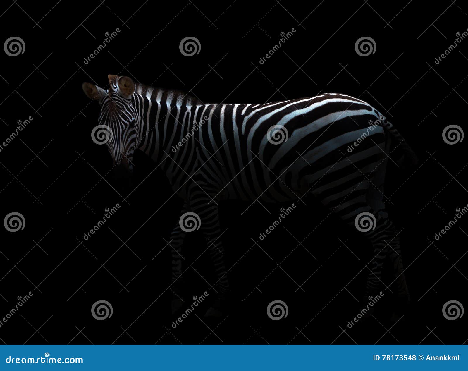 Zebra in the dark stock photo. Image of animal, conceal - 78173548