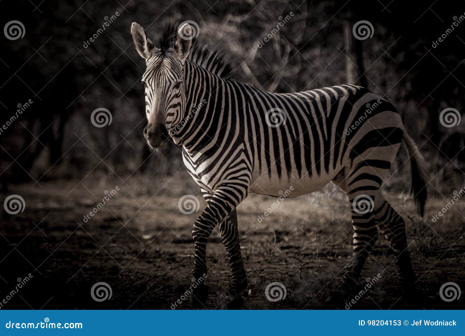 Zebra in the dark stock image. Image of design, closeup - 98204153