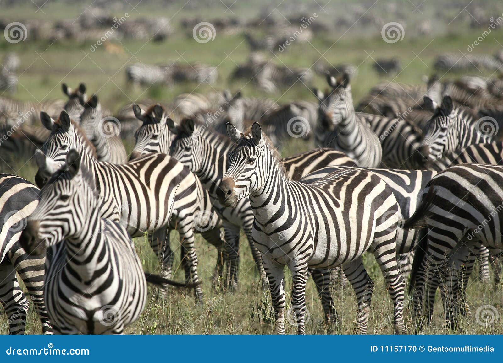 Zebra De Burchell (burchelli Do Equus) Foto de Stock - Imagem de ...