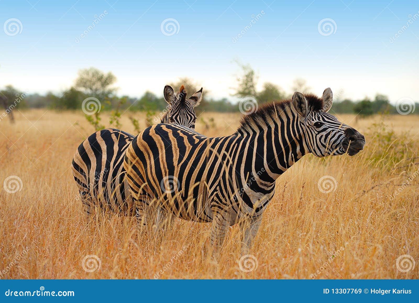 Zebra De Burchell (burchellii Do Equus) Imagem de Stock - Imagem de ...