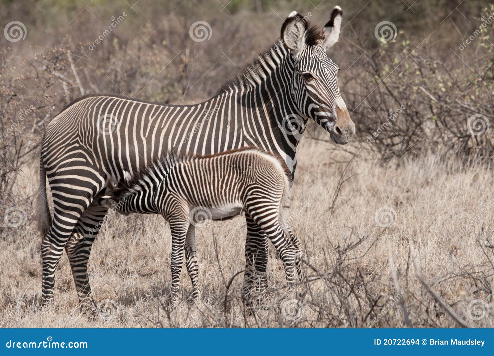 Zebra De Grevy Da Matriz Com Seu Potro. Foto de Stock - Imagem de leite ...