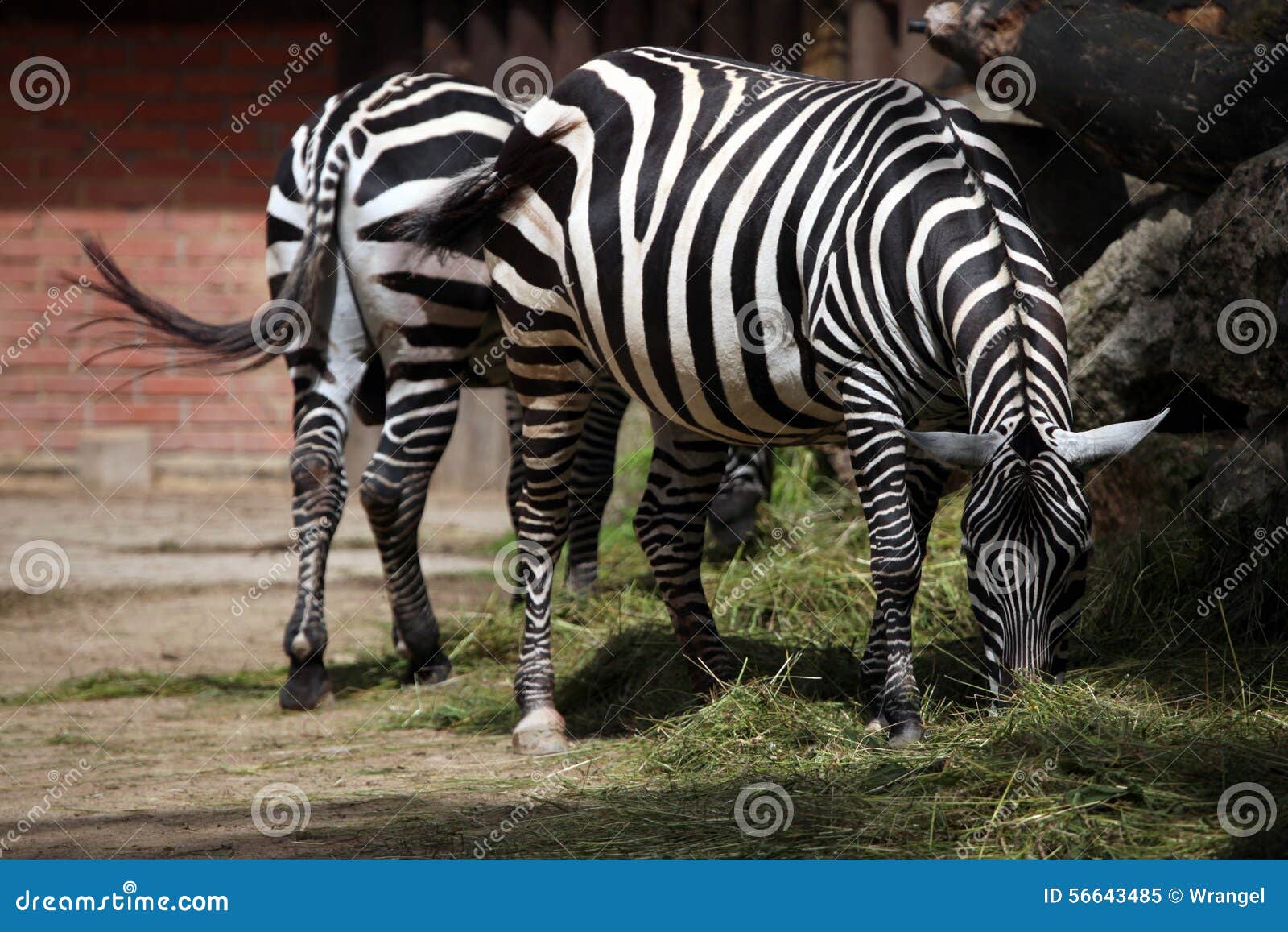 Zebra De Maneless (borensis Do Quagga Do Equus) Imagem de Stock ...