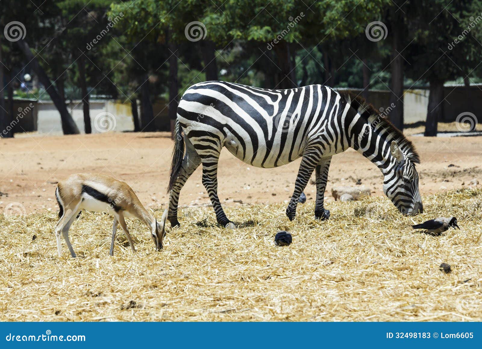 Zebra and deer stock image. Image of lunch, park, mountain - 32498183