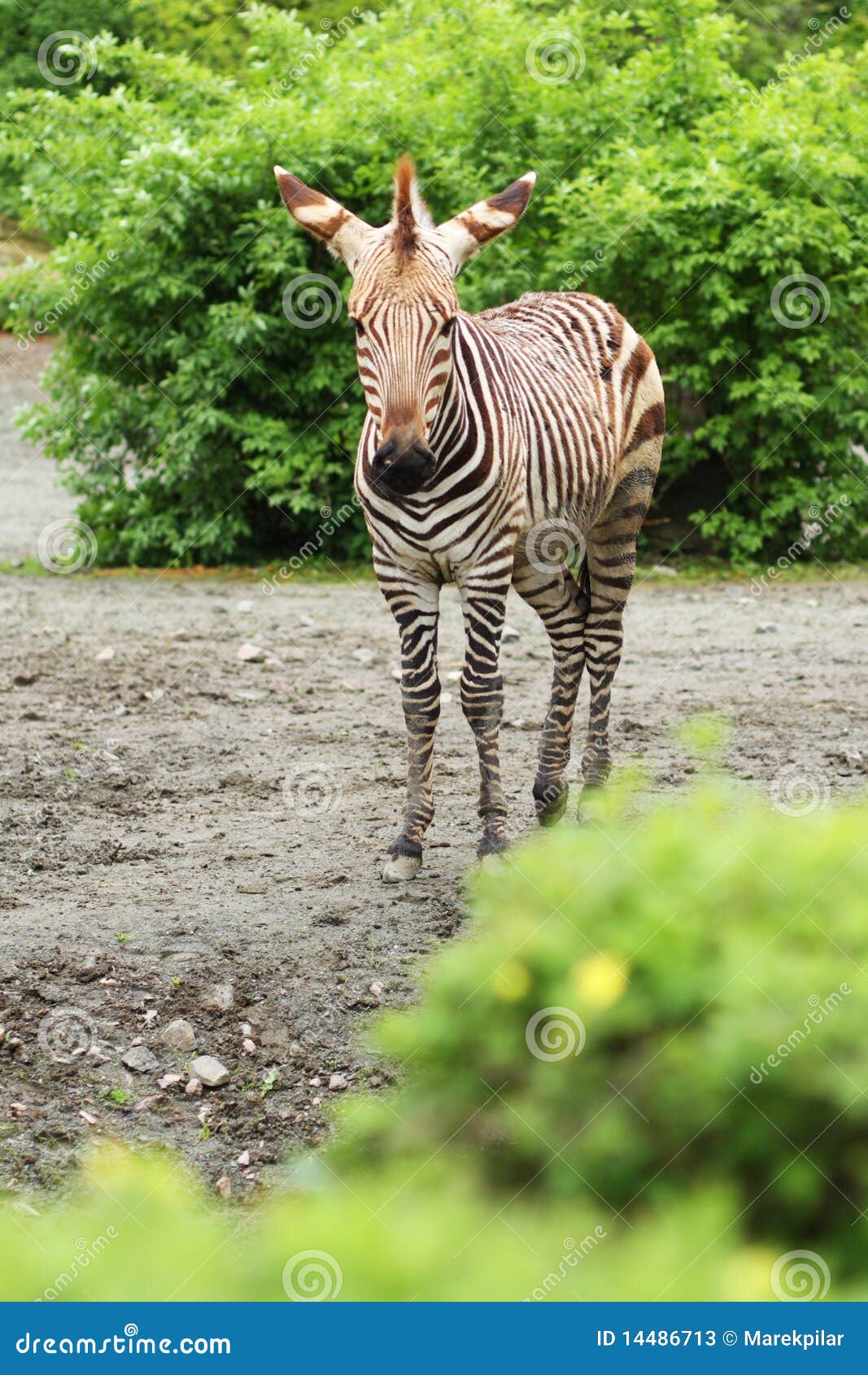 Zebra del Burchell immagine stock. Immagine di zebra - 14486713