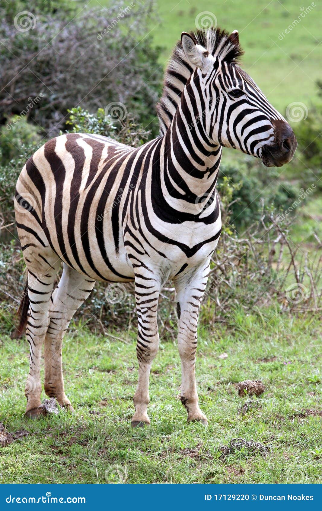 Zebra del Burchell fotografia stock. Immagine di pianure - 17129220