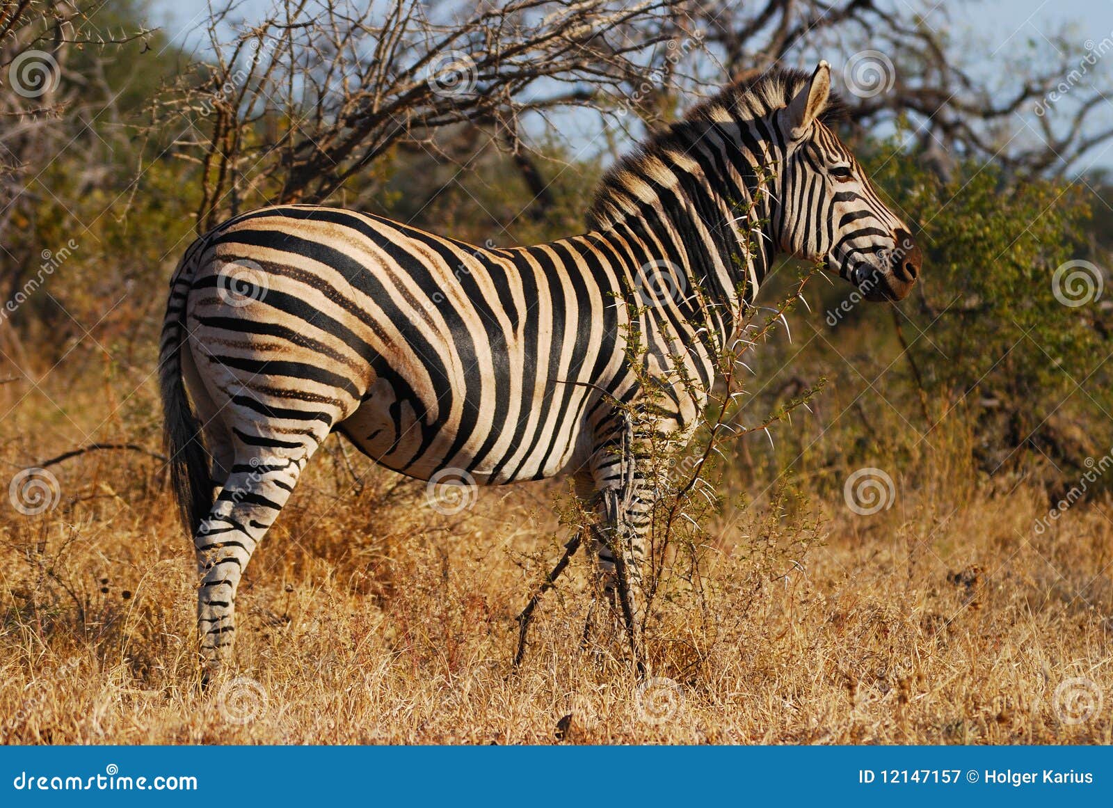 Zebra Del Burchell (burchellii Del Equus) Immagine Stock - Immagine di ...