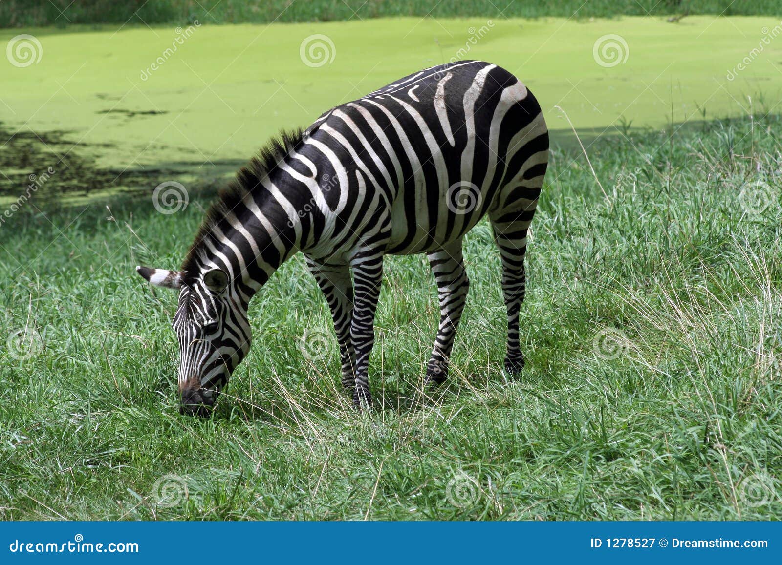 Zebra del Grant immagine stock. Immagine di nave, wildlife - 1278527