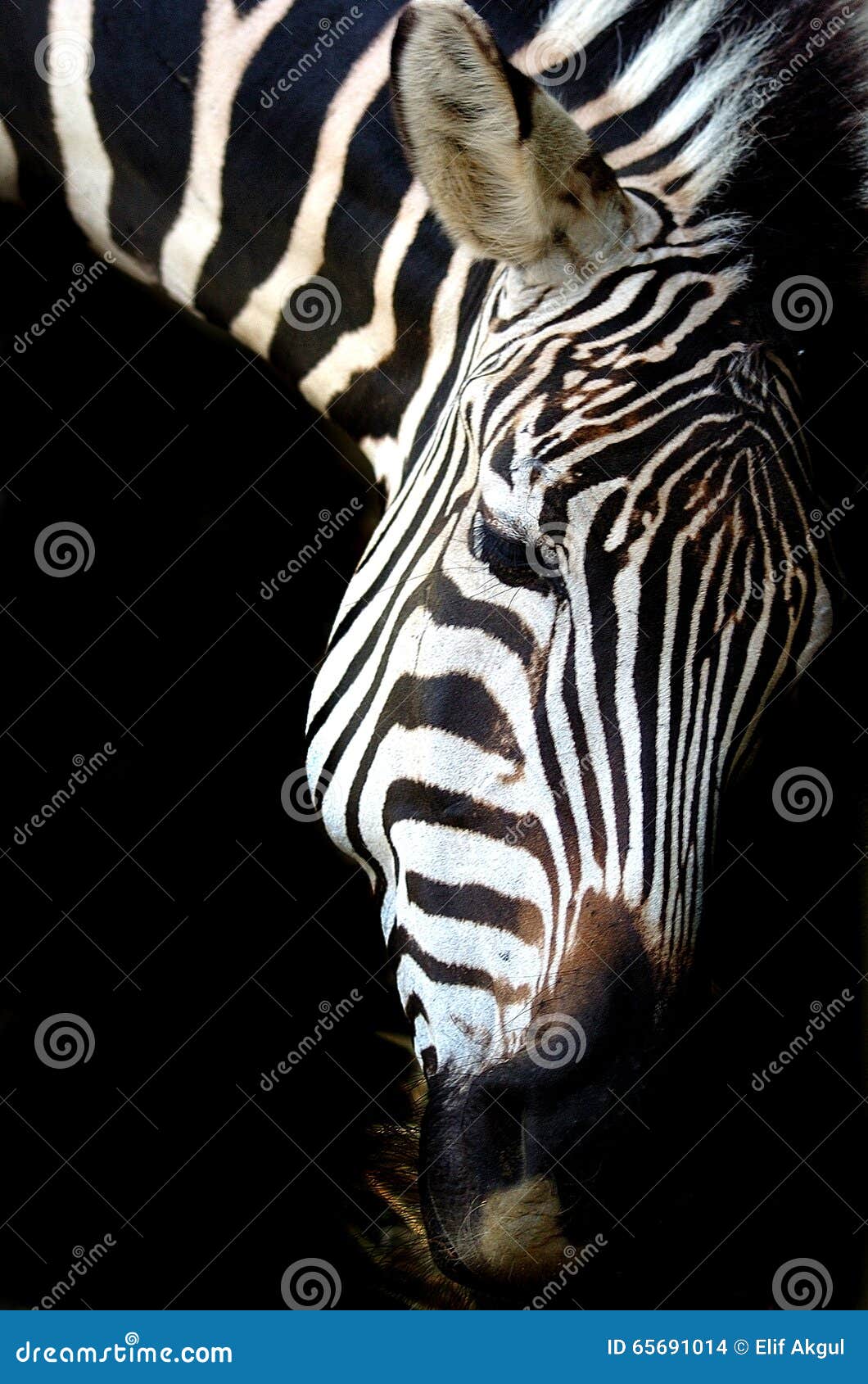 Zebra design stock photo. Image of fashion, texture, safari - 65691014