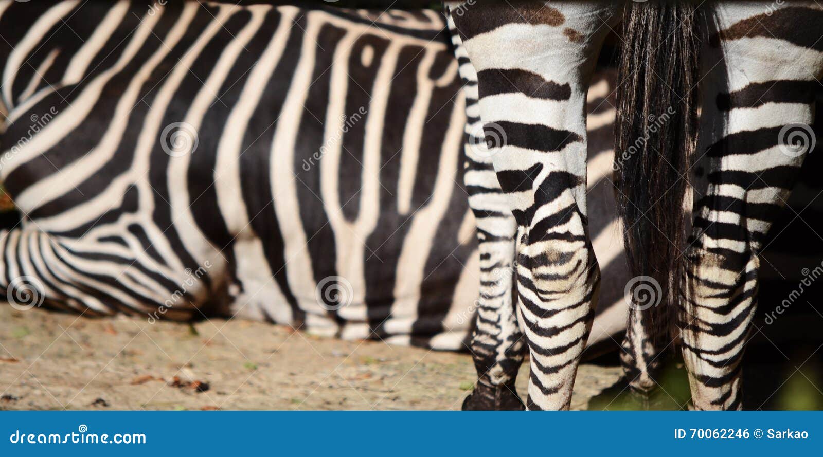 Zebra stock photo. Image of stripes, mammal, white, africa - 70062246