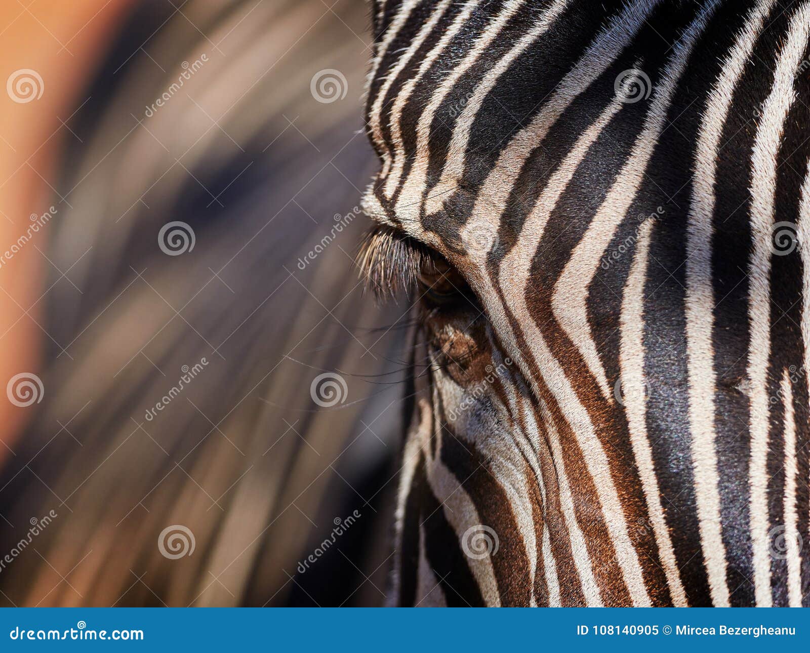 Zebra in Detail - Texture Close Up Stock Image - Image of close, skin ...