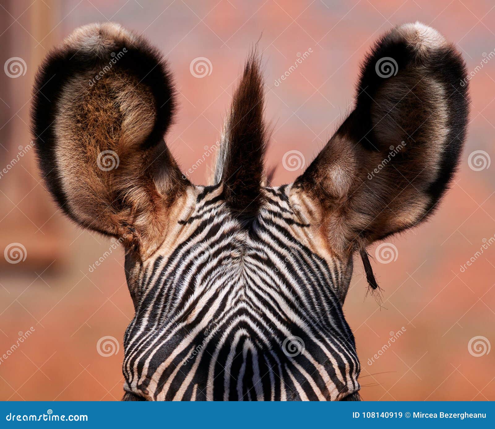 Zebra in Detail - Texture Close Up Stock Image - Image of striped ...