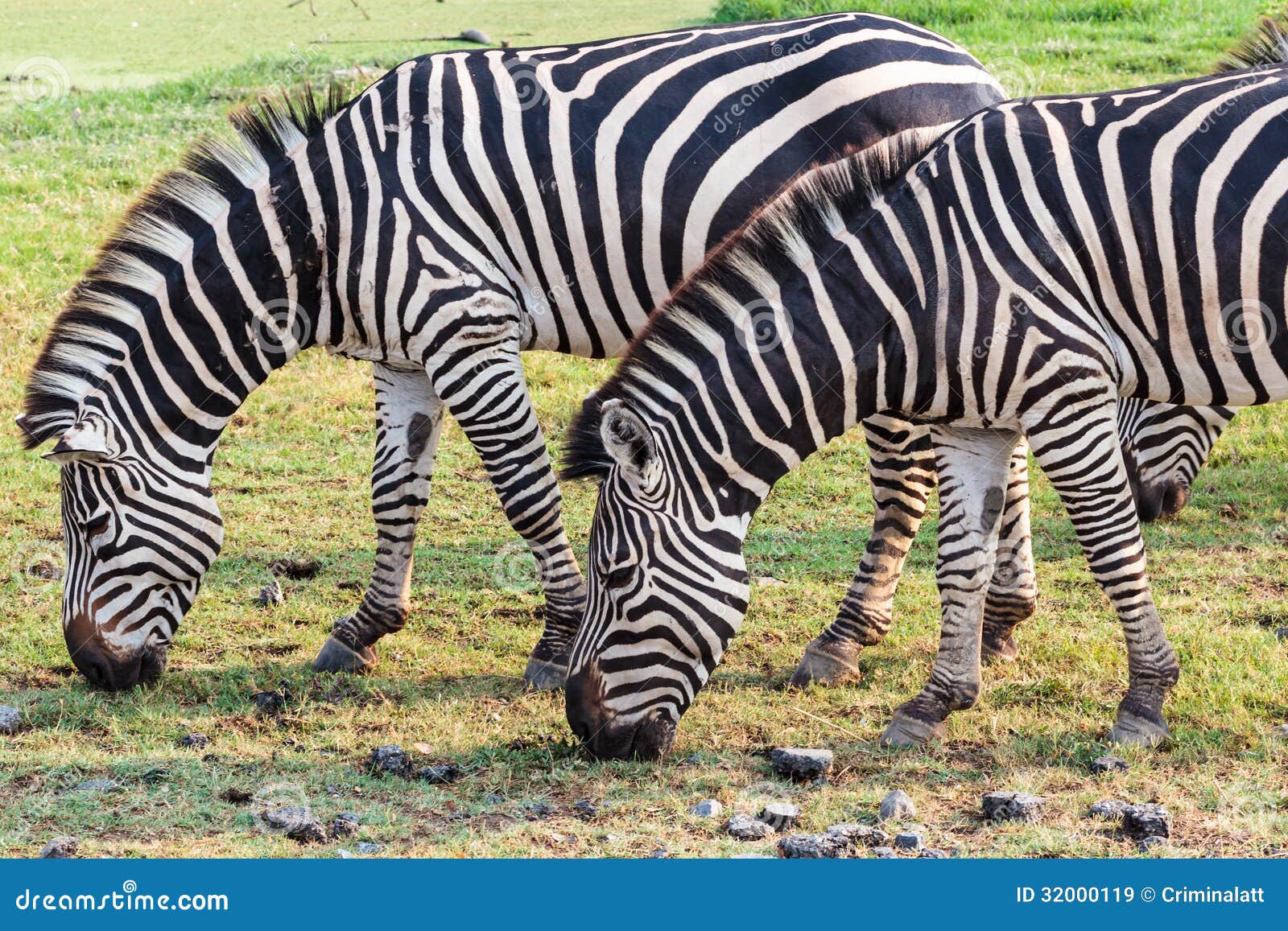 Zebra die gras eten stock afbeelding. Image of gras, eten - 32000119