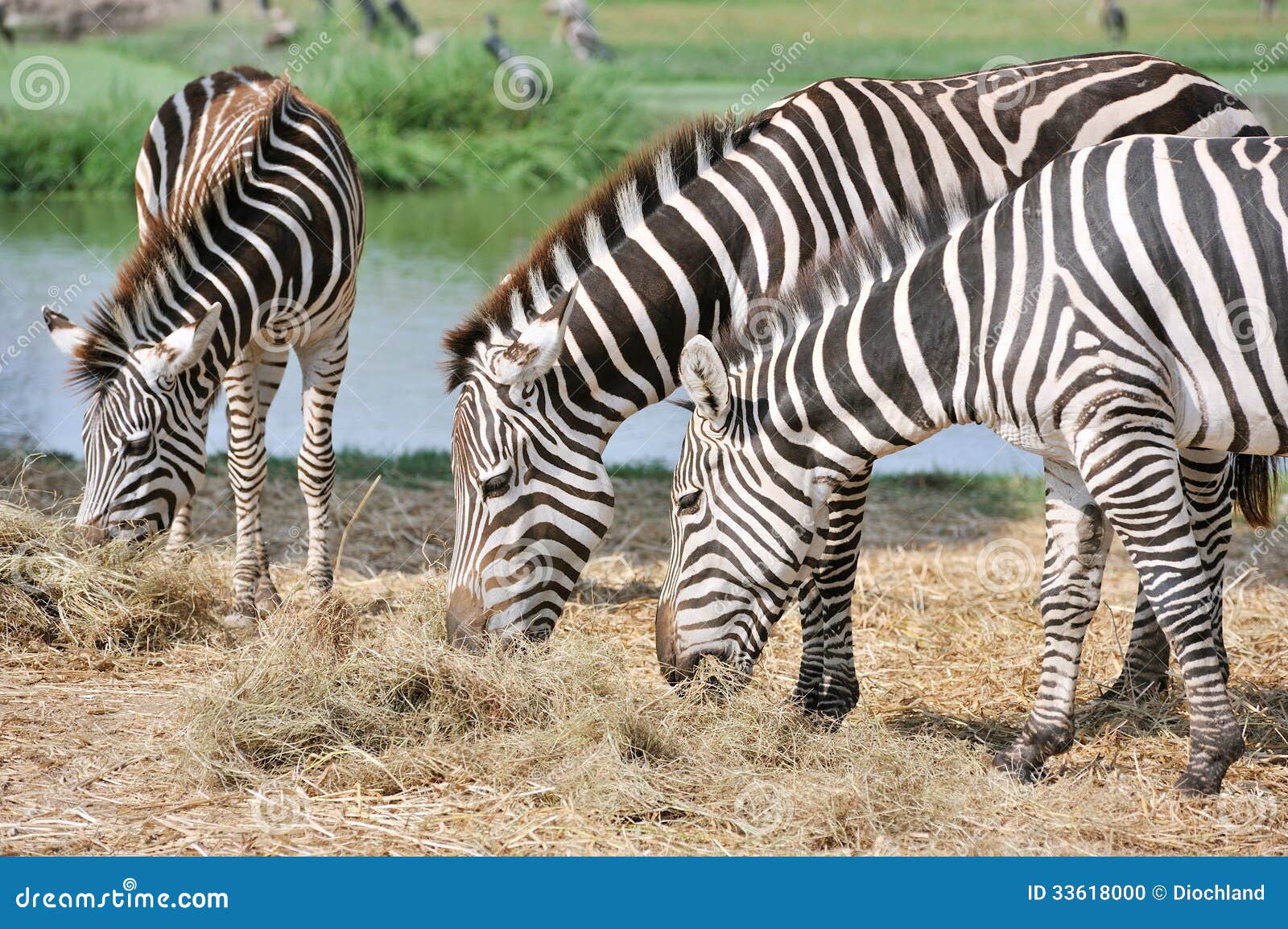Zebra die gras eten. stock foto. Image of park, uitziend - 33618000