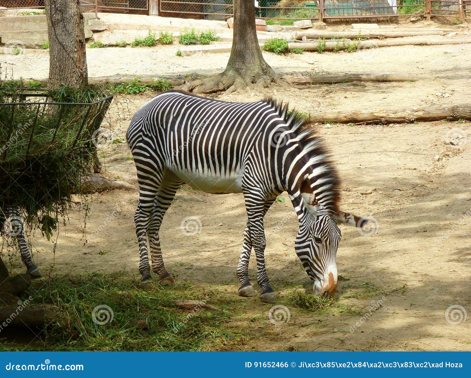 Zebra Die Vers Gesneden Gras Eten Stock Foto - Image of bomen, dier ...