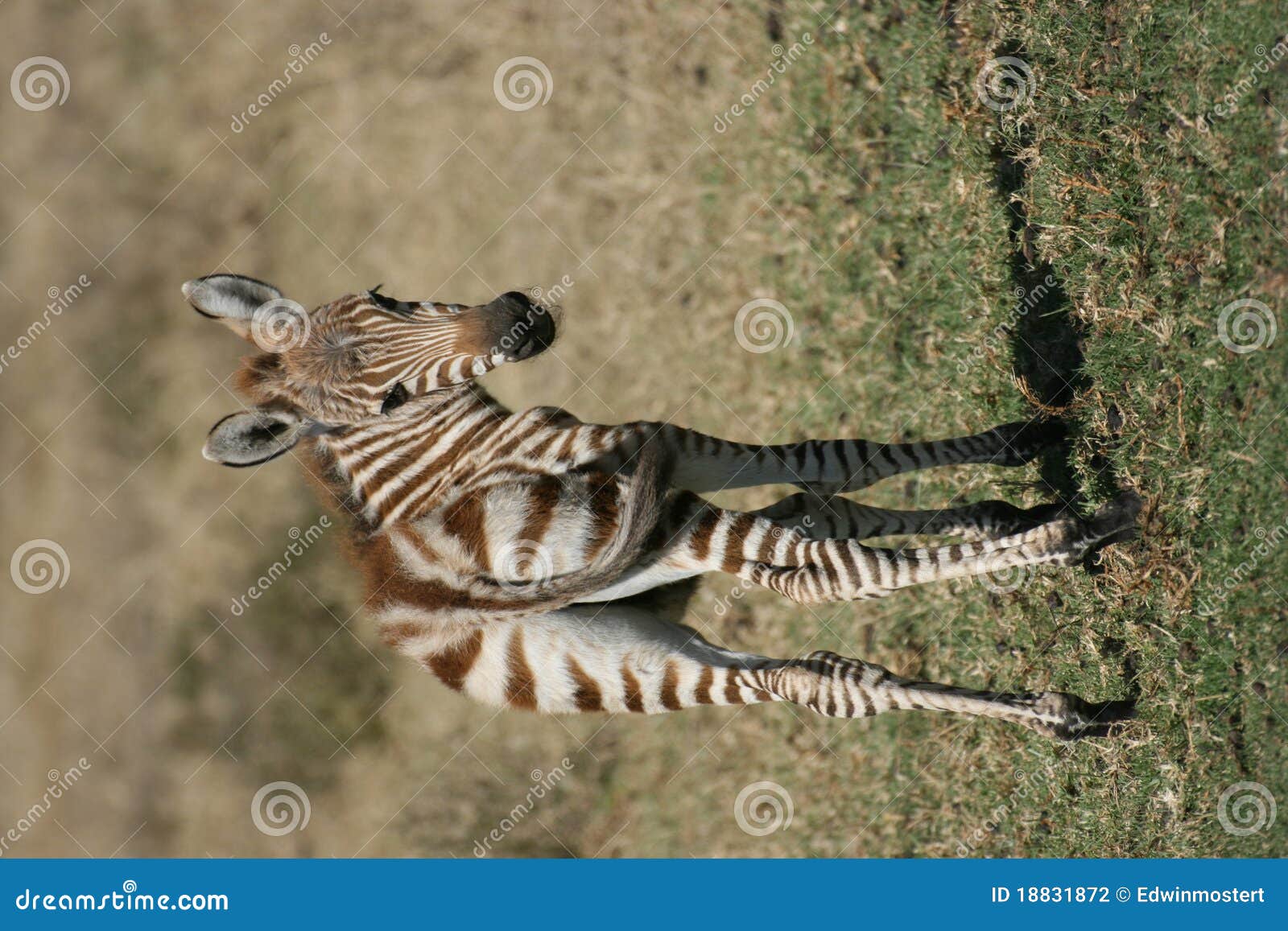Zebra do bebê foto de stock. Imagem de lago, zebras, pequeno - 18831872