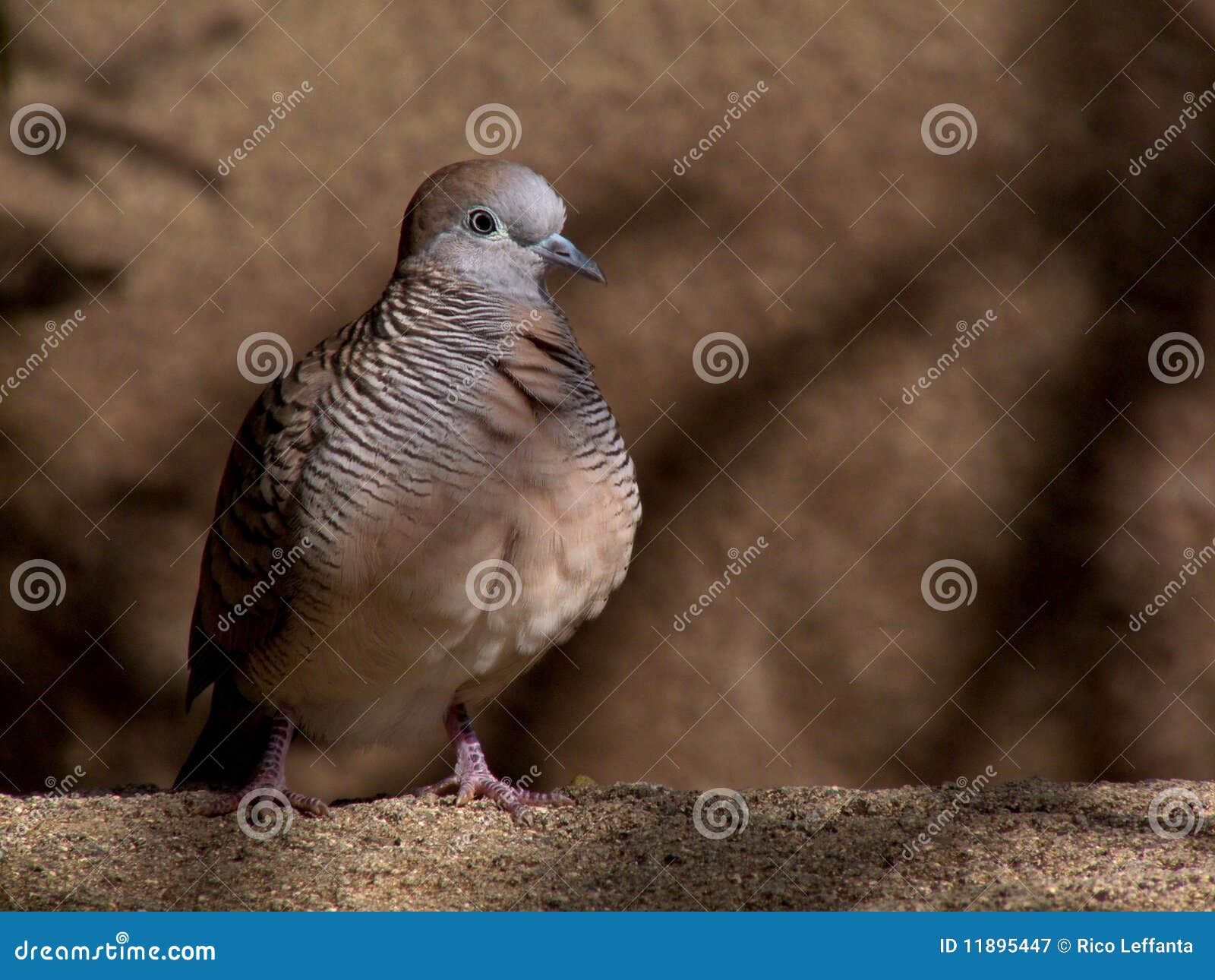 Zebra dove stock image. Image of geopelia, blue, striata - 11895447