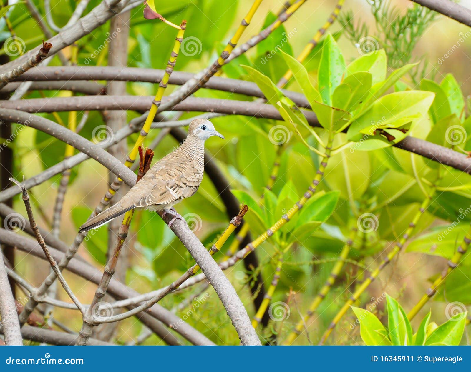 Zebra Dove Bird Royalty-Free Stock Photography | CartoonDealer.com ...