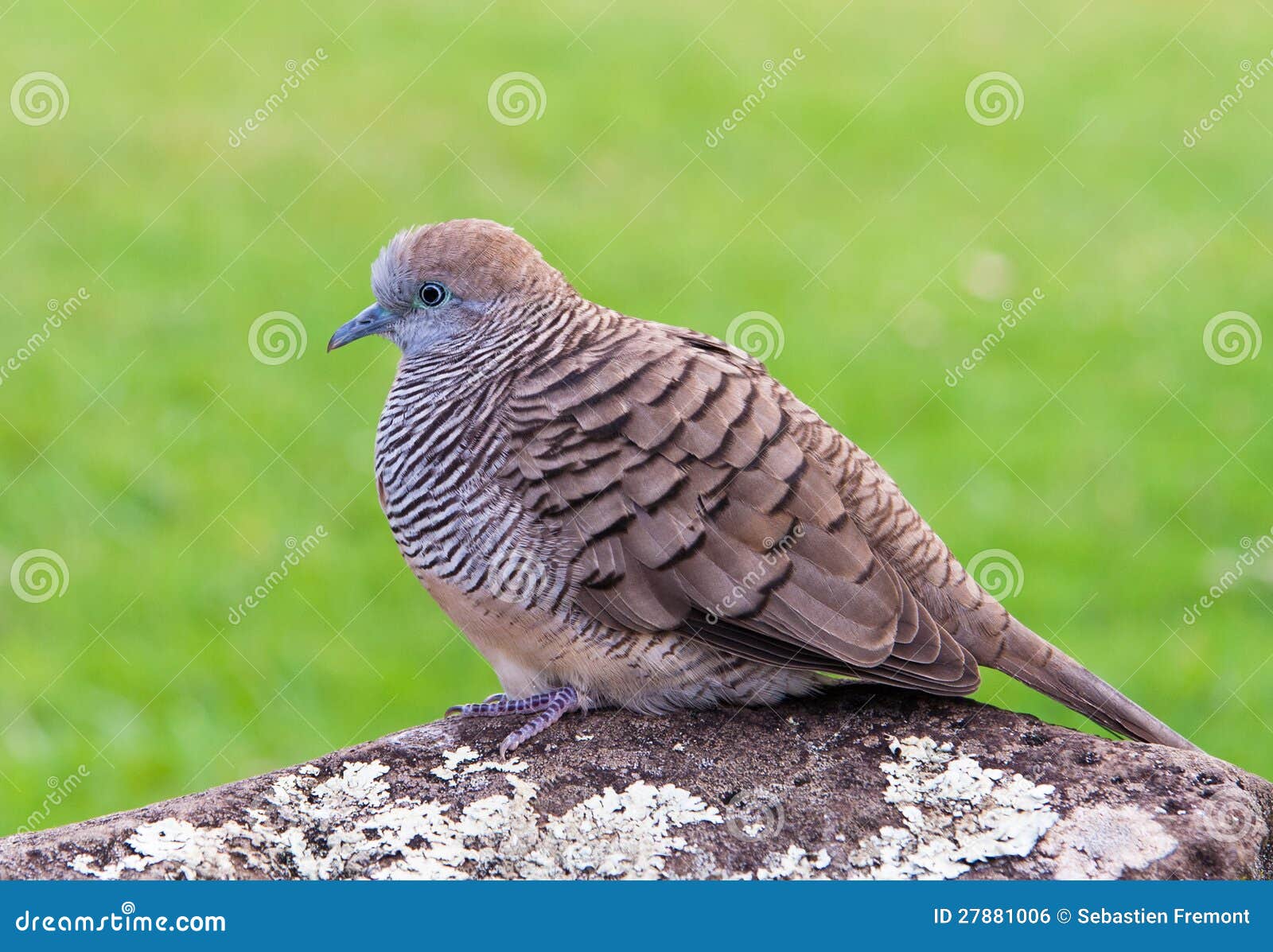 Zebra Dove stock photo. Image of wings, ground, pigeon - 27881006